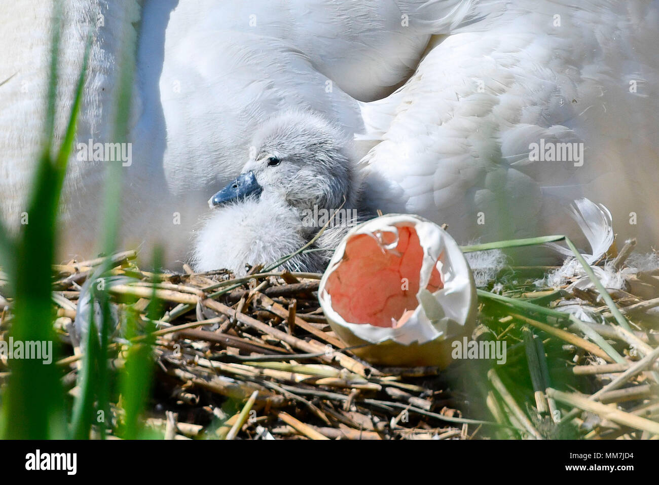 Abbotsbury Swannery, Abbotsbury, Dorset, UK. 10th May 2018. The first ...