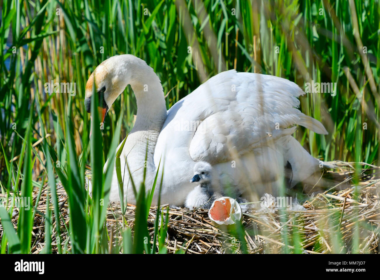 Abbotsbury Swannery, Abbotsbury, Dorset, UK. 10th May 2018. The first ...