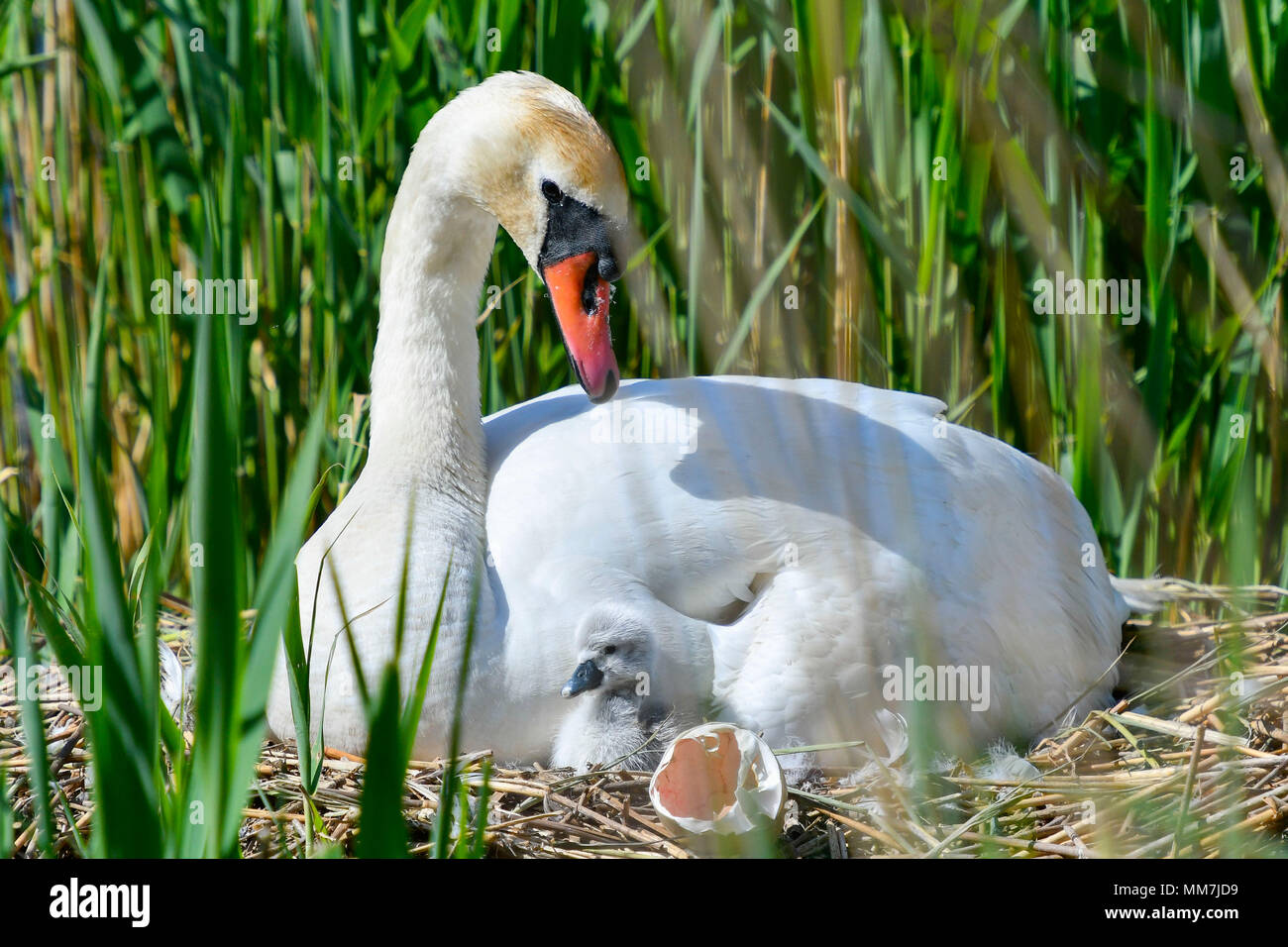 Photographing birds nest uk hi-res stock photography and images - Alamy