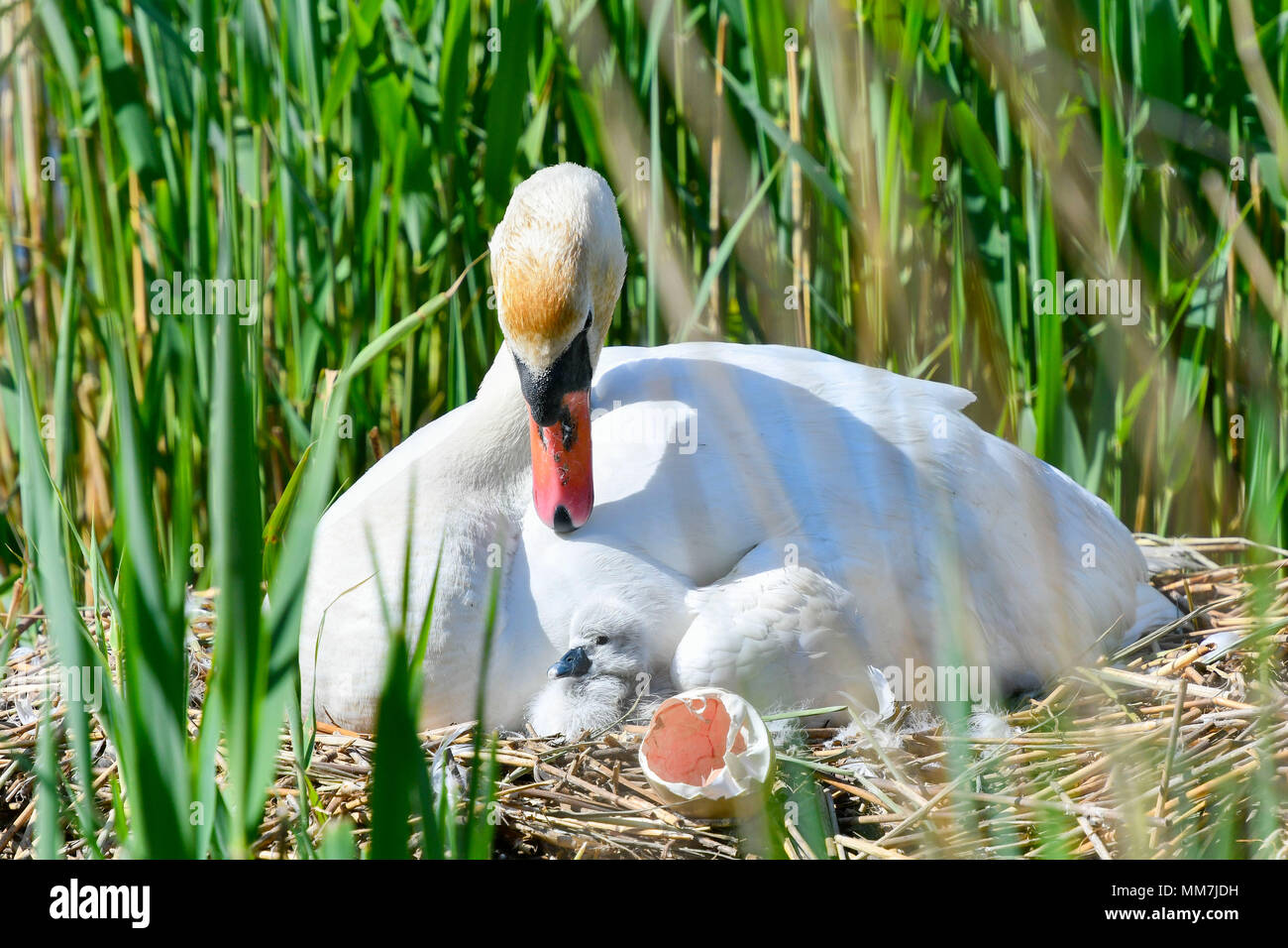 Abbotsbury Swannery, Abbotsbury, Dorset, UK. 10th May 2018. The first ...