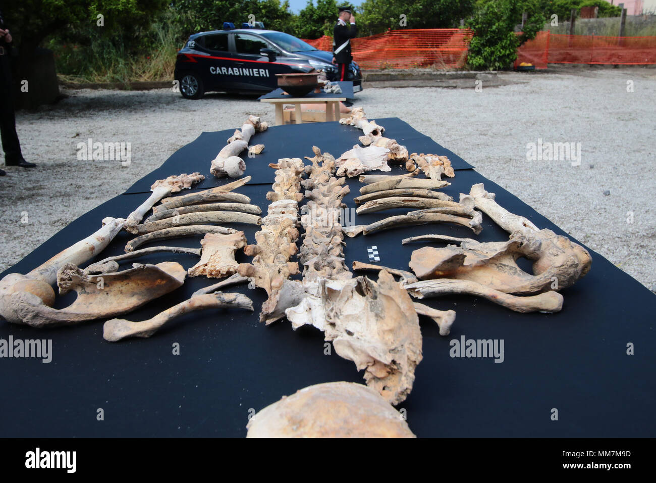 Pompeii horse cast hi-res stock photography and images - Alamy