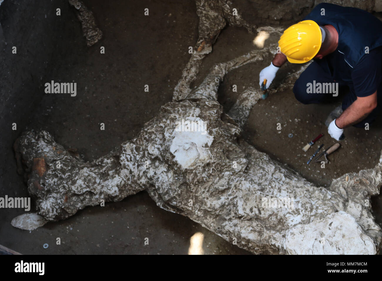 Pompeii horse cast hi-res stock photography and images - Alamy