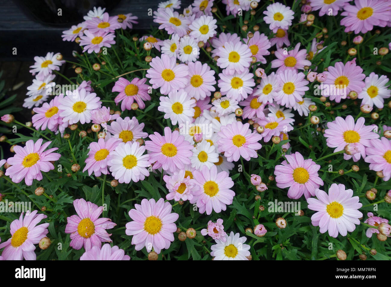 Marguerite Daisies Angelic Baby Pink Stock Photo - Alamy