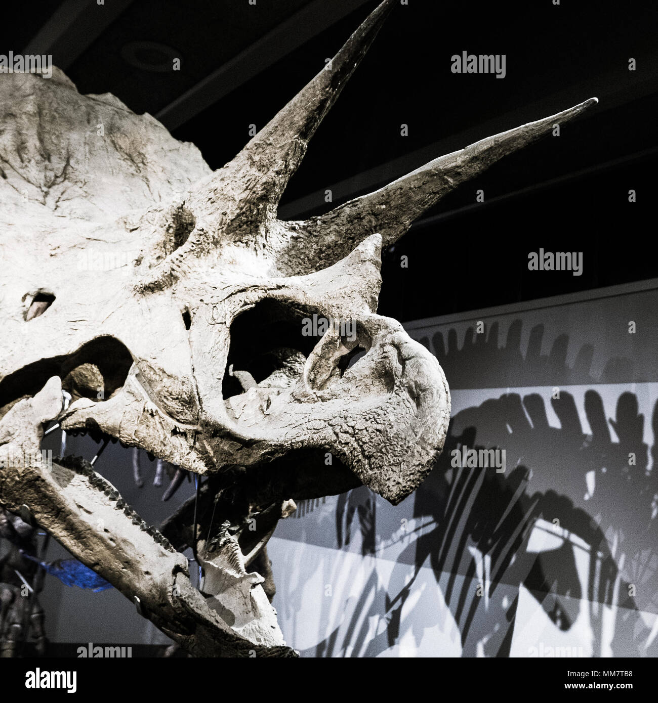 Three horned dinosaur triceratops hi-res stock photography and images ...