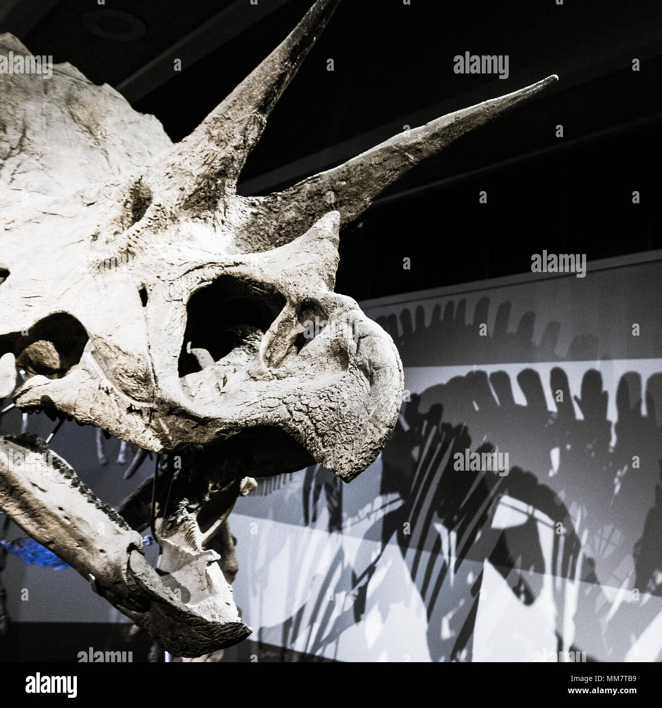 Triceratops Skull High Resolution Stock Photography and Images - Alamy