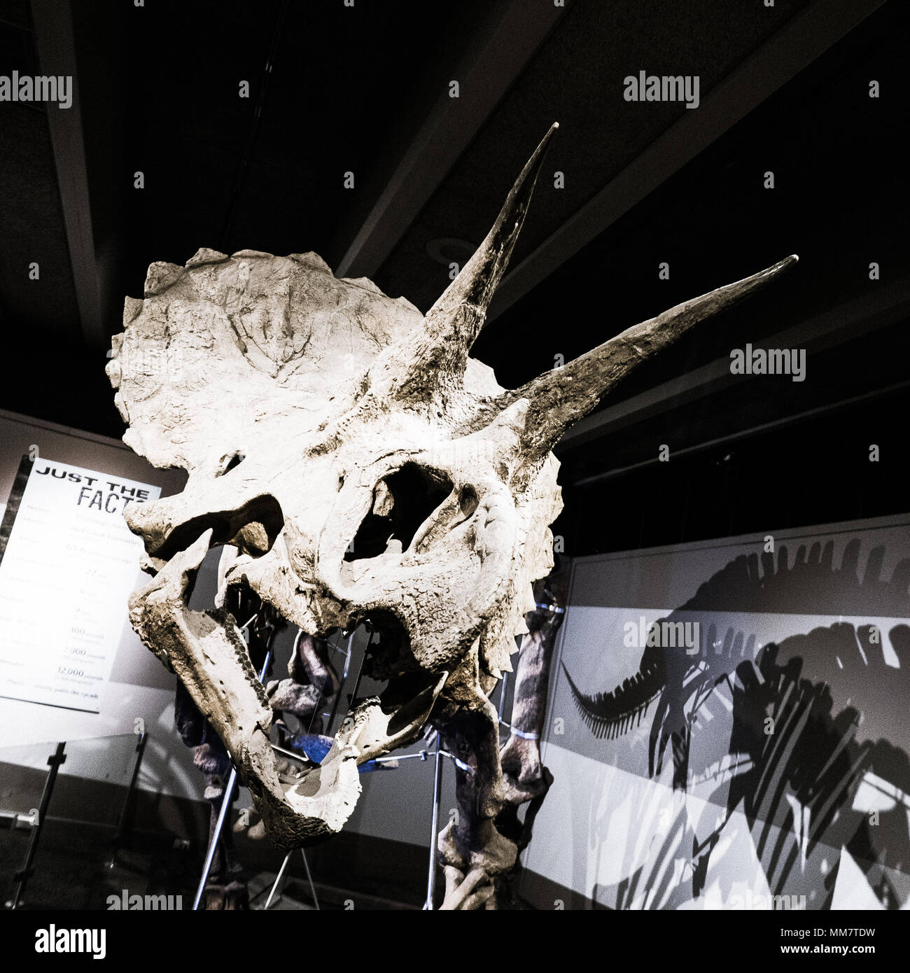 Triceratops skeleton hi-res stock photography and images - Alamy