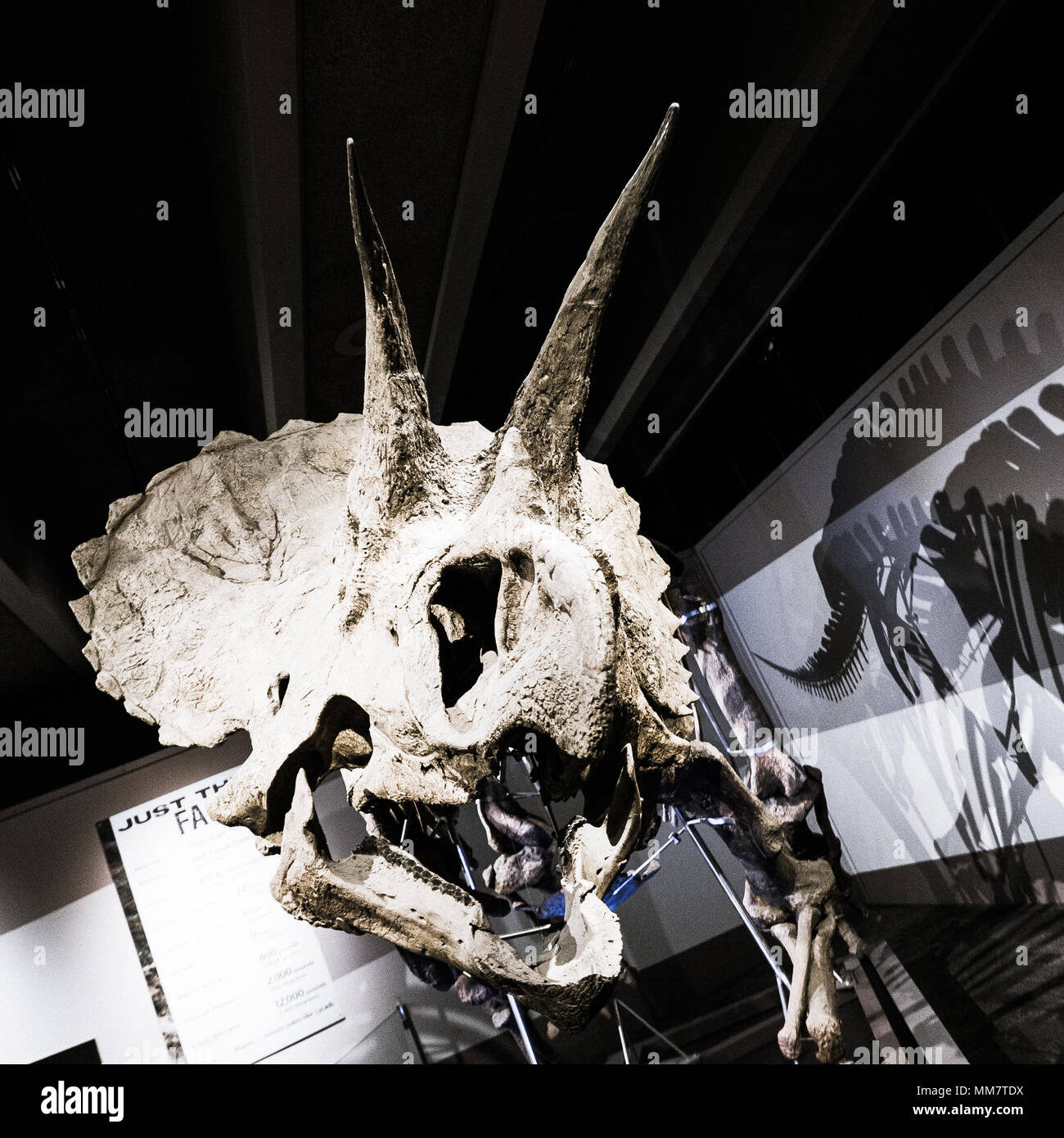 Triceratops skeleton exhibit at the Boston Museum of Science Stock ...