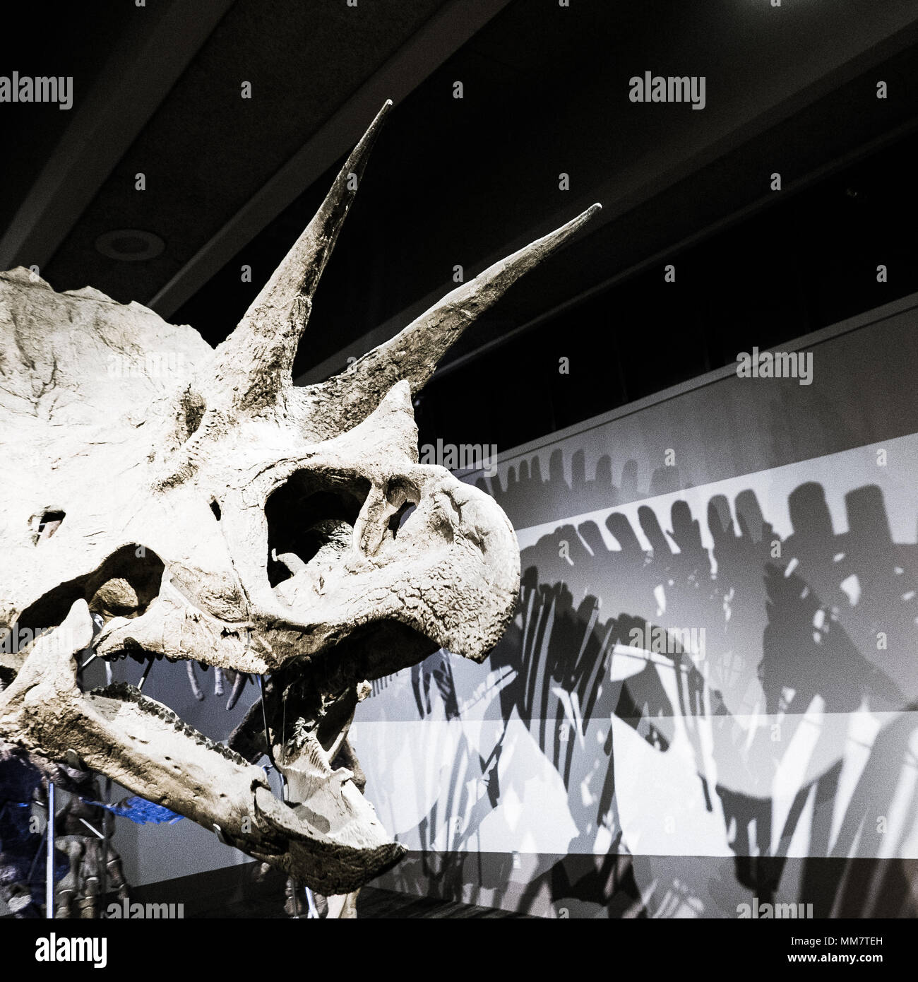 Triceratops skeleton exhibit at the Boston Museum of Science Stock ...
