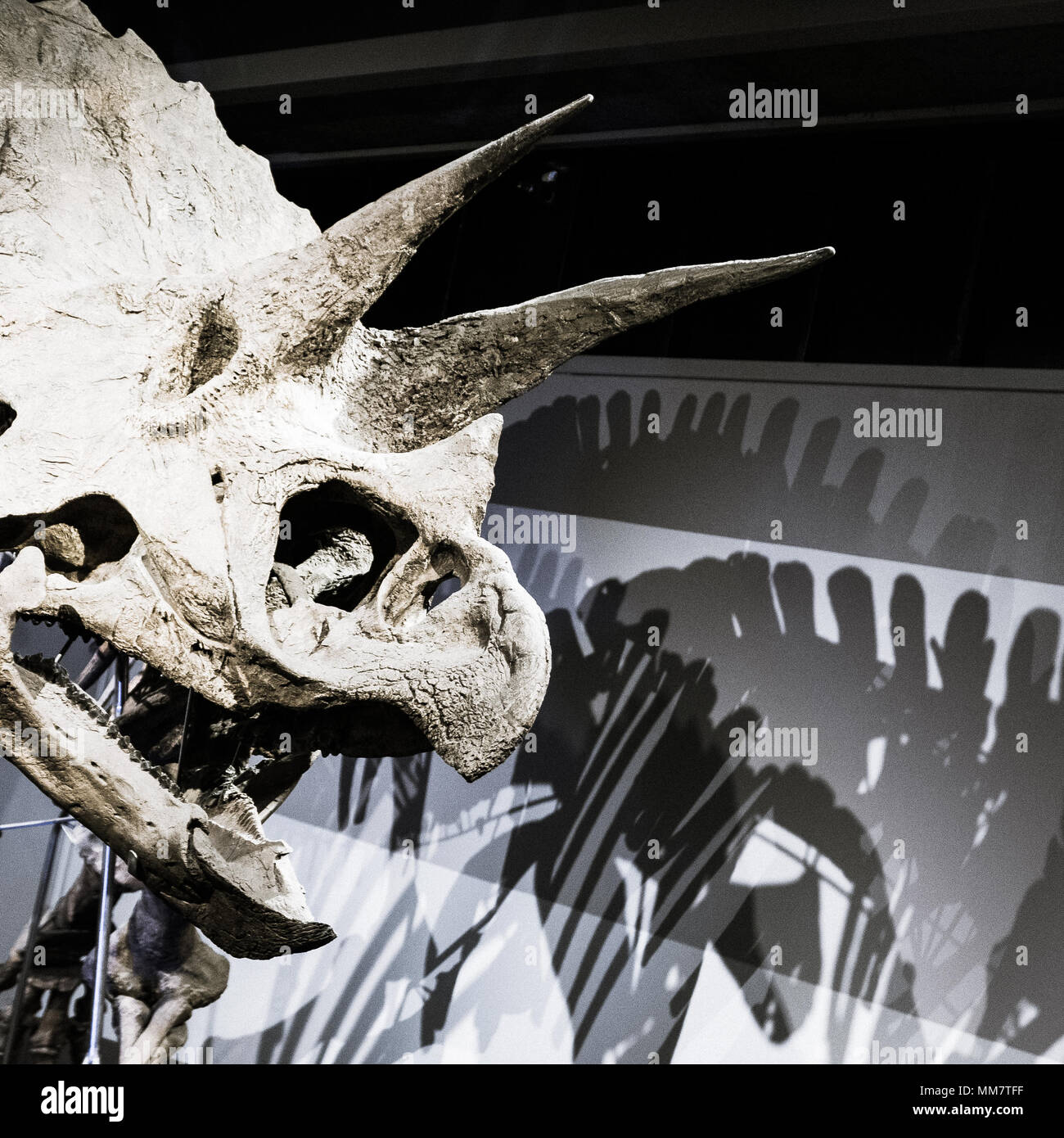 Triceratops skeleton hi-res stock photography and images - Alamy