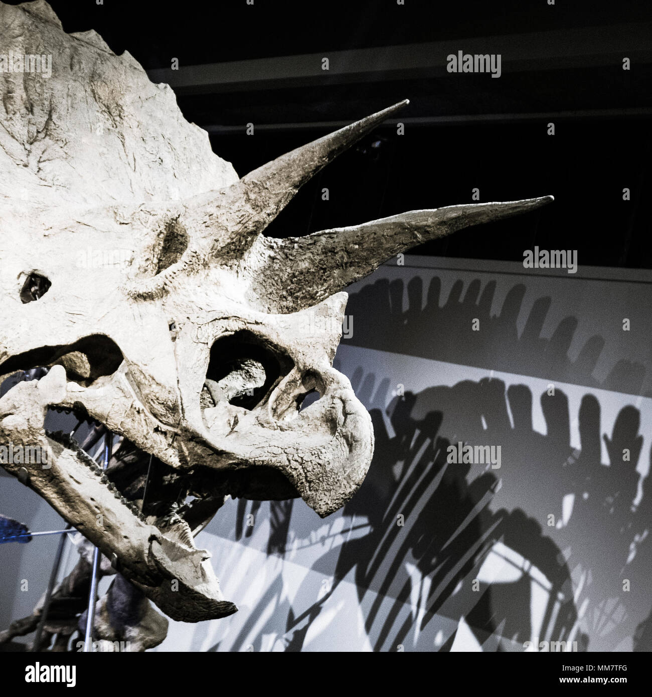 Triceratops three horned face hi-res stock photography and images - Alamy
