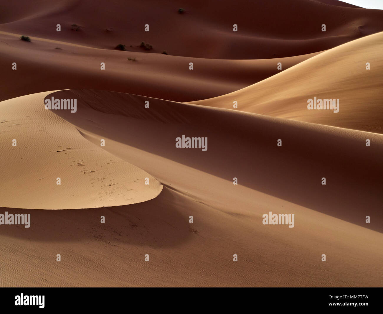 Huge dunes of brown color sand, the crests smoothly bend, the sunset in ...