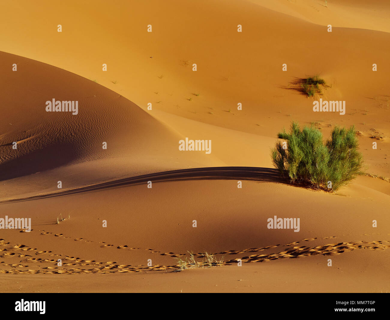 Green bush plant among the yellow sand dunes of the Sahara desert Stock ...