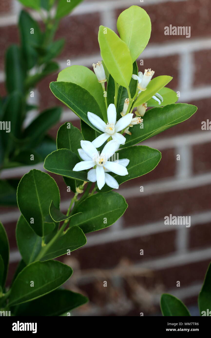 Kumquat Flower Fortunella Japonica (Citrus) Round Kumquat | FLORA