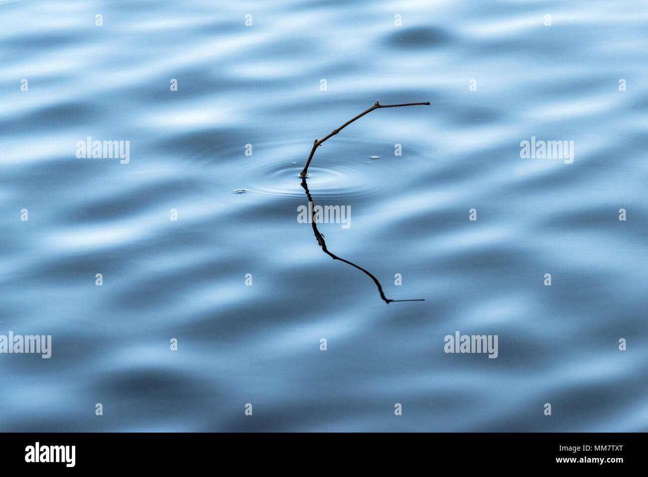 A twig reflected in water Stock Photo - Alamy