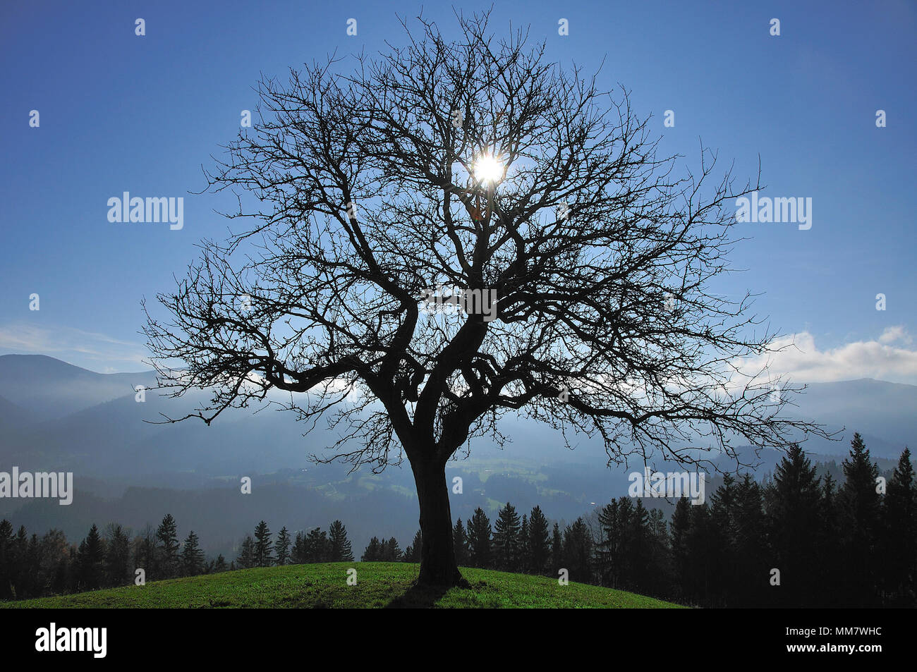 Soiitary tree in the sun Stock Photo - Alamy
