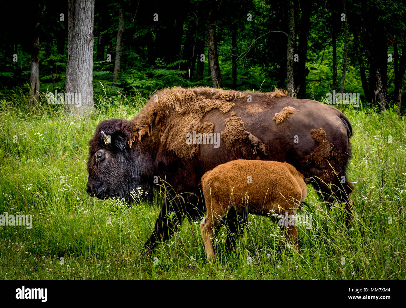 American bison cow nursing a calf, standing in tall grass, with green ...