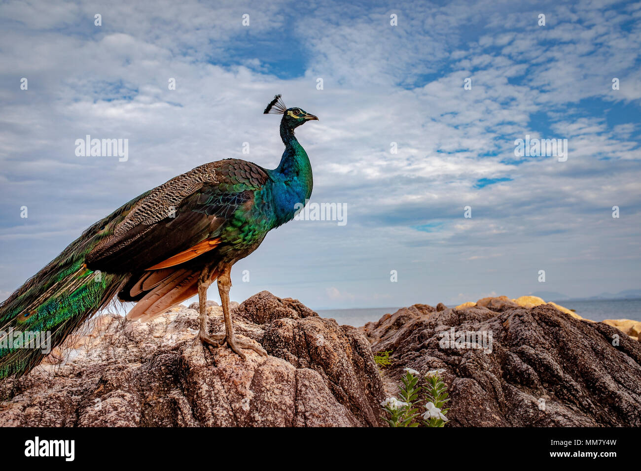 Full body male peacock hi-res stock photography and images - Alamy