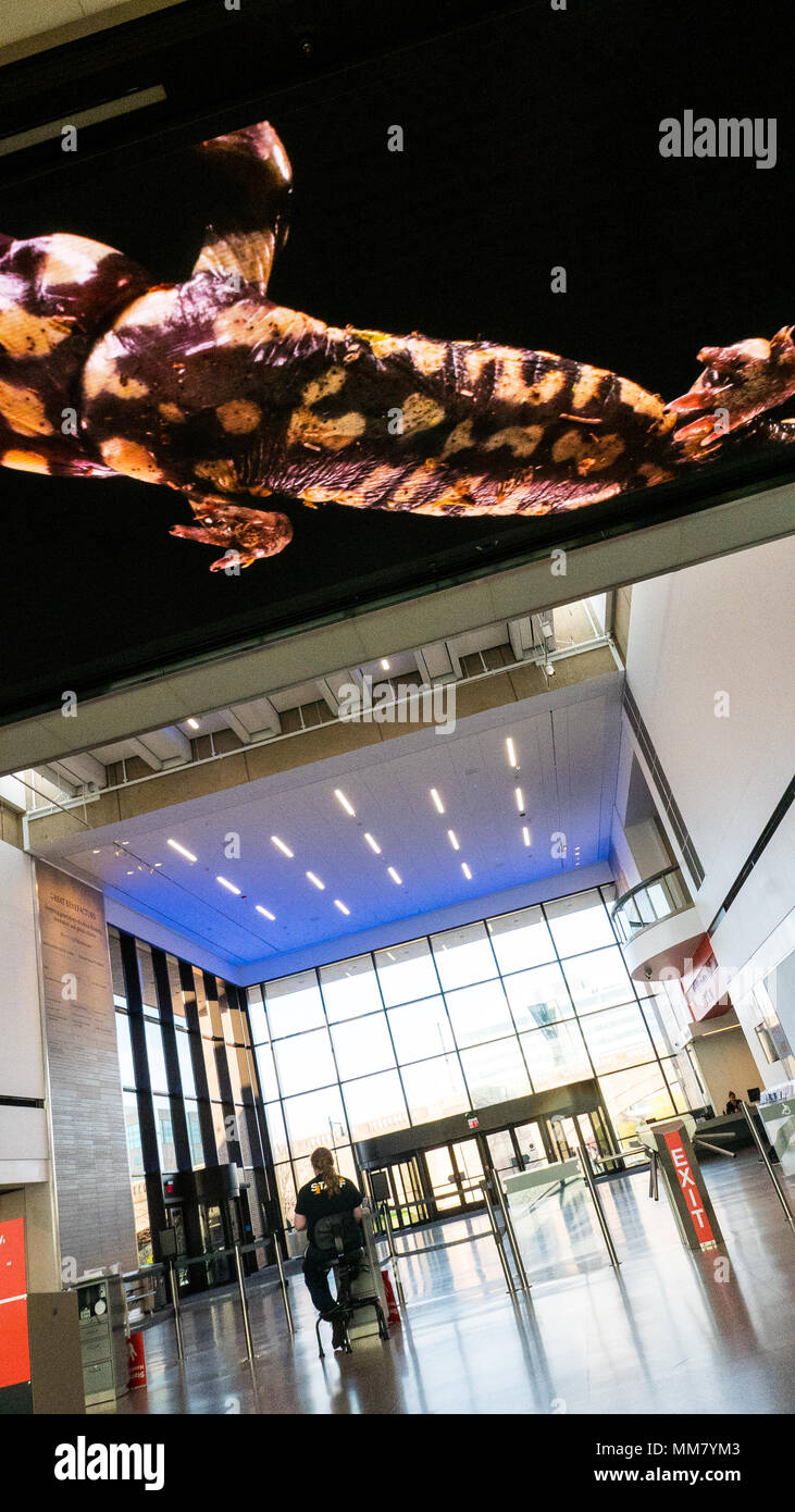 LED Ceiling Media, lobby level 1, looking towards lobby and entrance ...