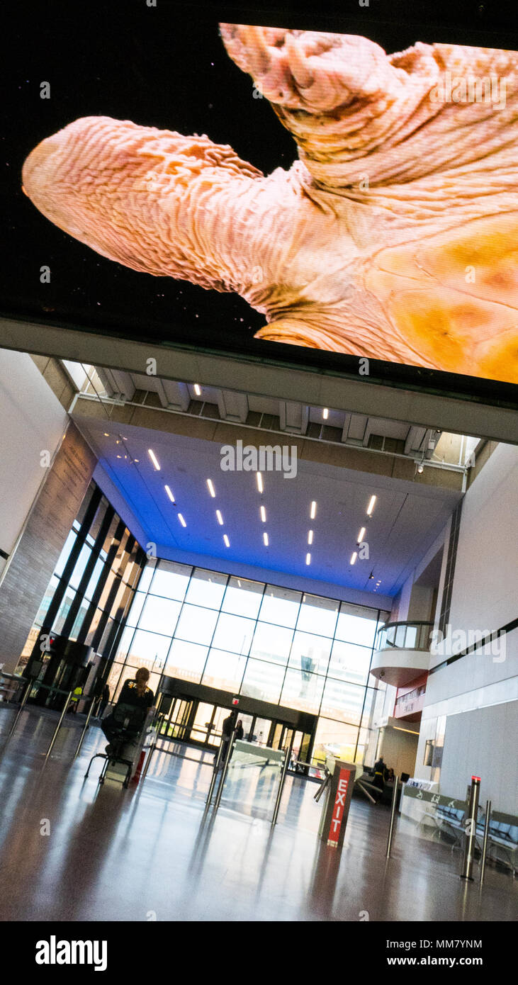LED Ceiling Media, lobby level 1, looking towards lobby and entrance ...