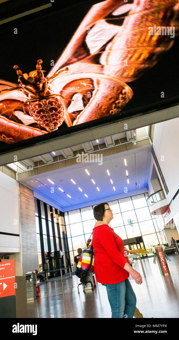 LED Ceiling Media, lobby level 1, looking towards lobby and entrance ...