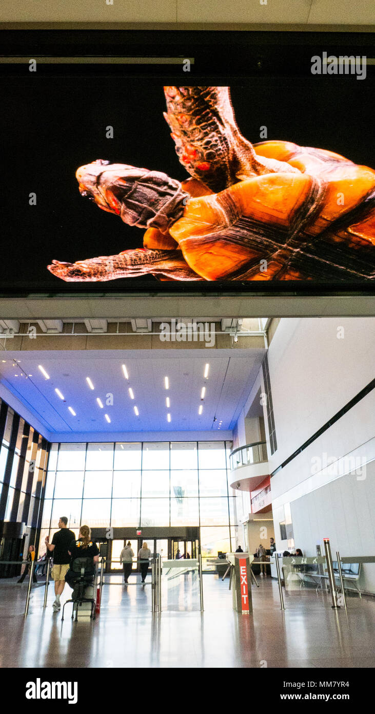 LED Ceiling Media, lobby level 1, looking towards lobby and entrance ...