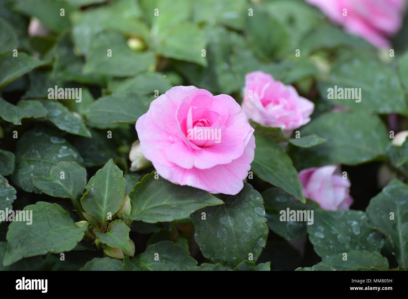 Flower bed pink impatiens hi-res stock photography and images - Alamy