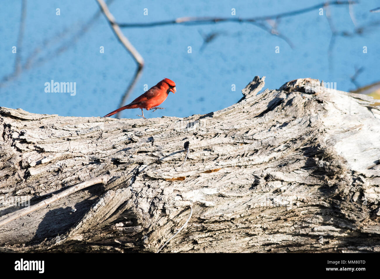 Northern Cardinal walks on dead tree lying in the water Stock Photo - Alamy