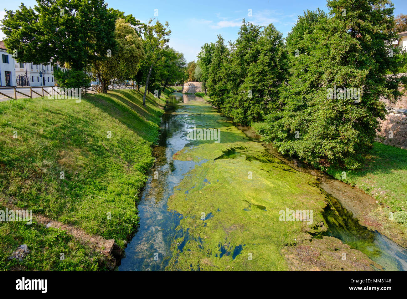 The canal outside the city walls of Treviso is covered with green ...