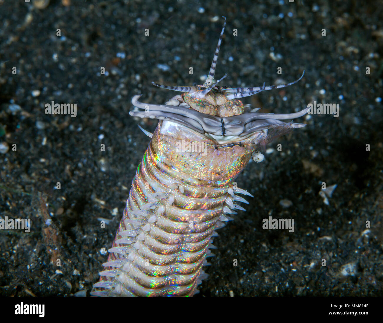 Close up image of a Bobbit worm (Eunice aphroditois). Lembeh Straits ...