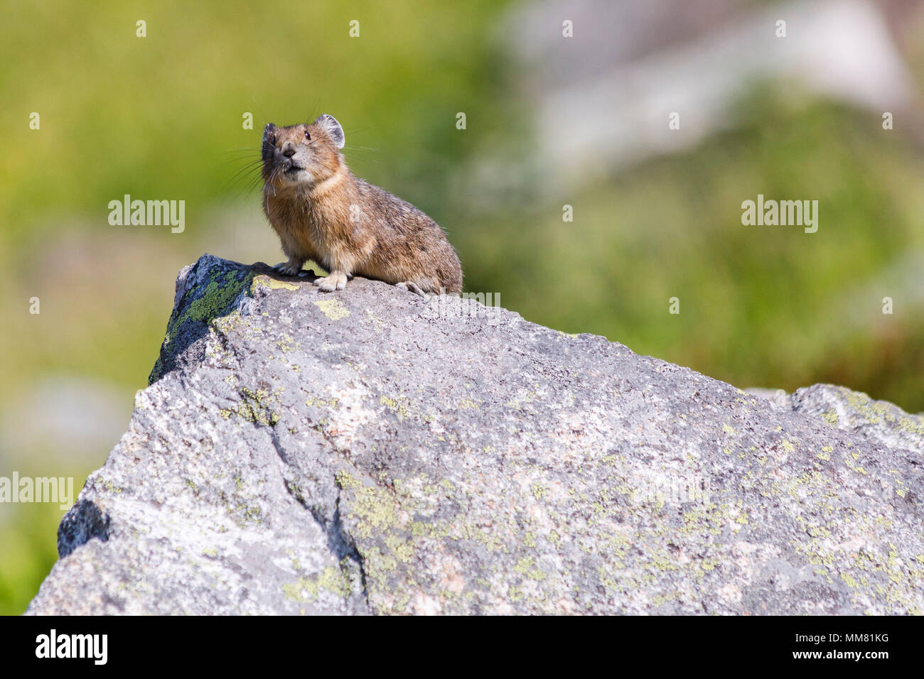 Pika, North Cascades National Park, Washington Stock Photo - Alamy