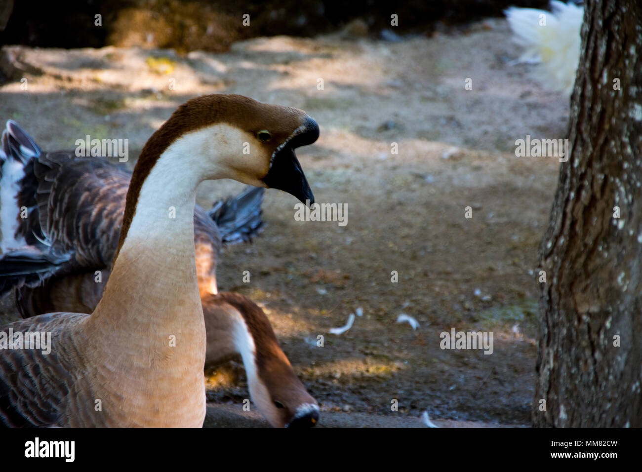 two ducks in the Denizli zoo, nature park in Turkey Stock Photo - Alamy
