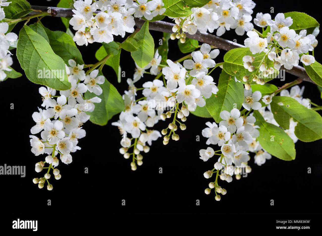 Prunus padus hi-res stock photography and images - Alamy