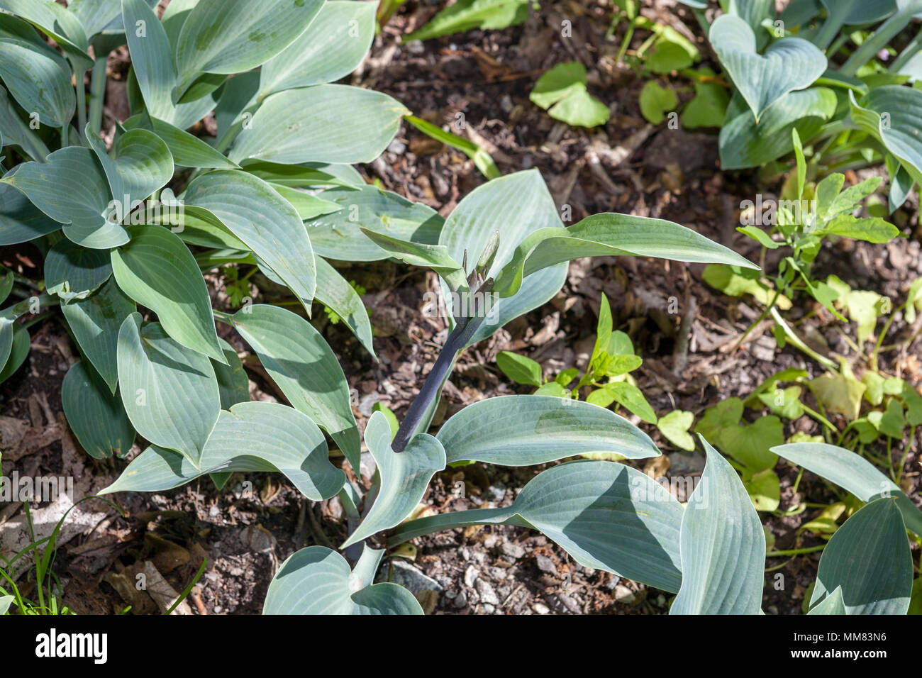 'Halcyon, Green Halcyon, Holstein' Hosta, Blåfunkia (Hosta Tardiana ...