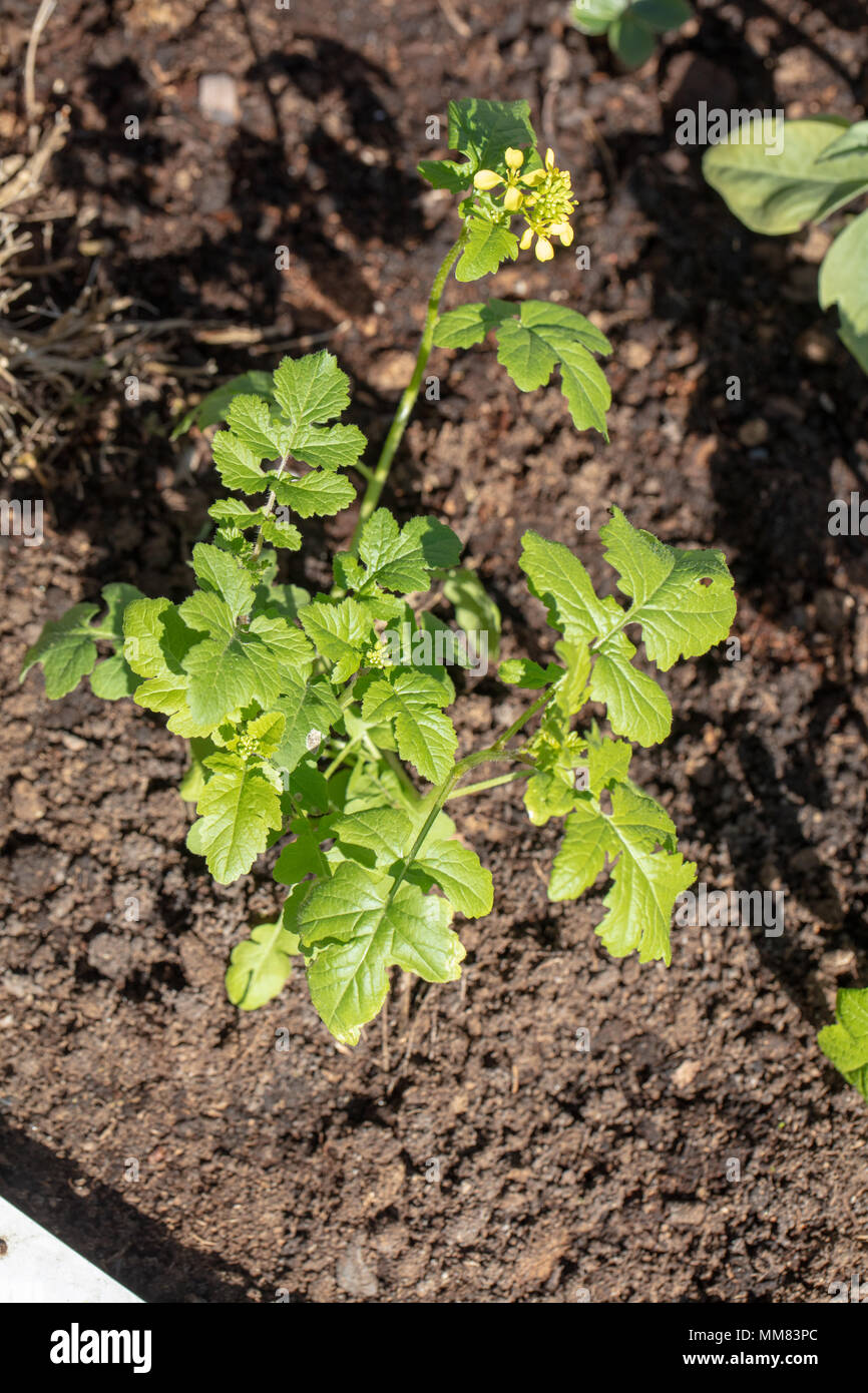 White Mustard, Vitsenap (Sinapis alba Stock Photo - Alamy