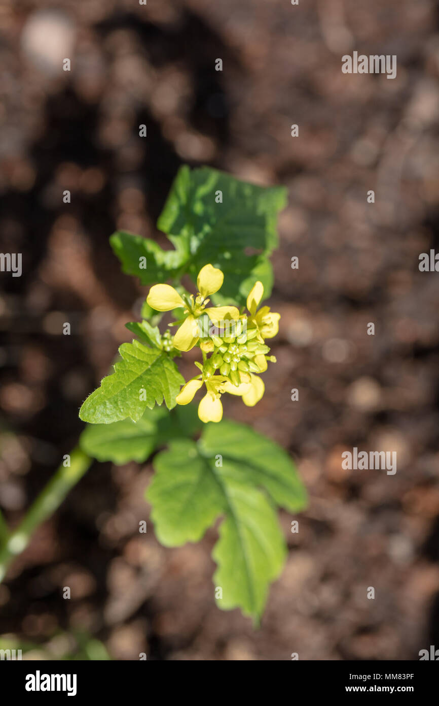 White Mustard, Vitsenap (Sinapis alba Stock Photo - Alamy