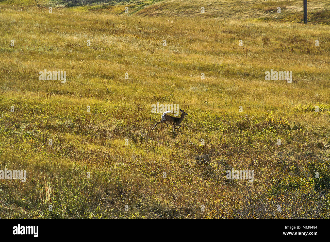 White-tailed doe showing off her fluffy white tail Stock Photo - Alamy
