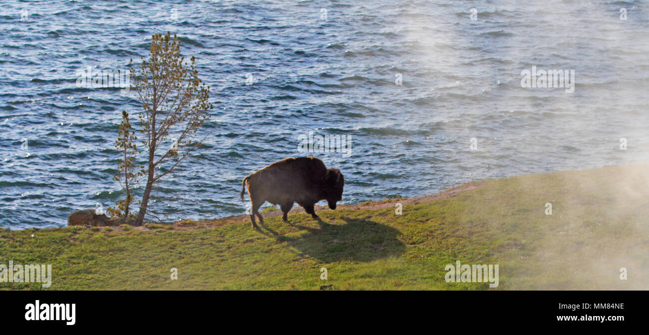Bison Buffalo Bull walking past steaming vents next to Yellowstone Lake ...