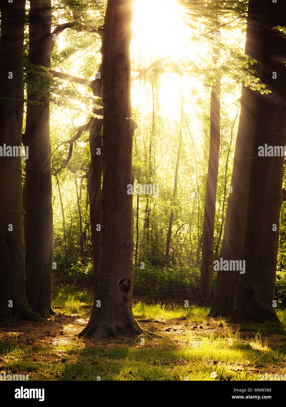 Romantic rays hi-res stock photography and images - Alamy