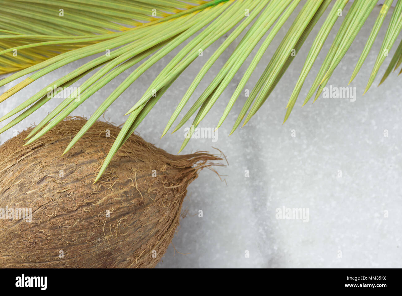 Tropical Nature Background Ripe Coconut Spiky Green Yellowish Palm Leaf ...