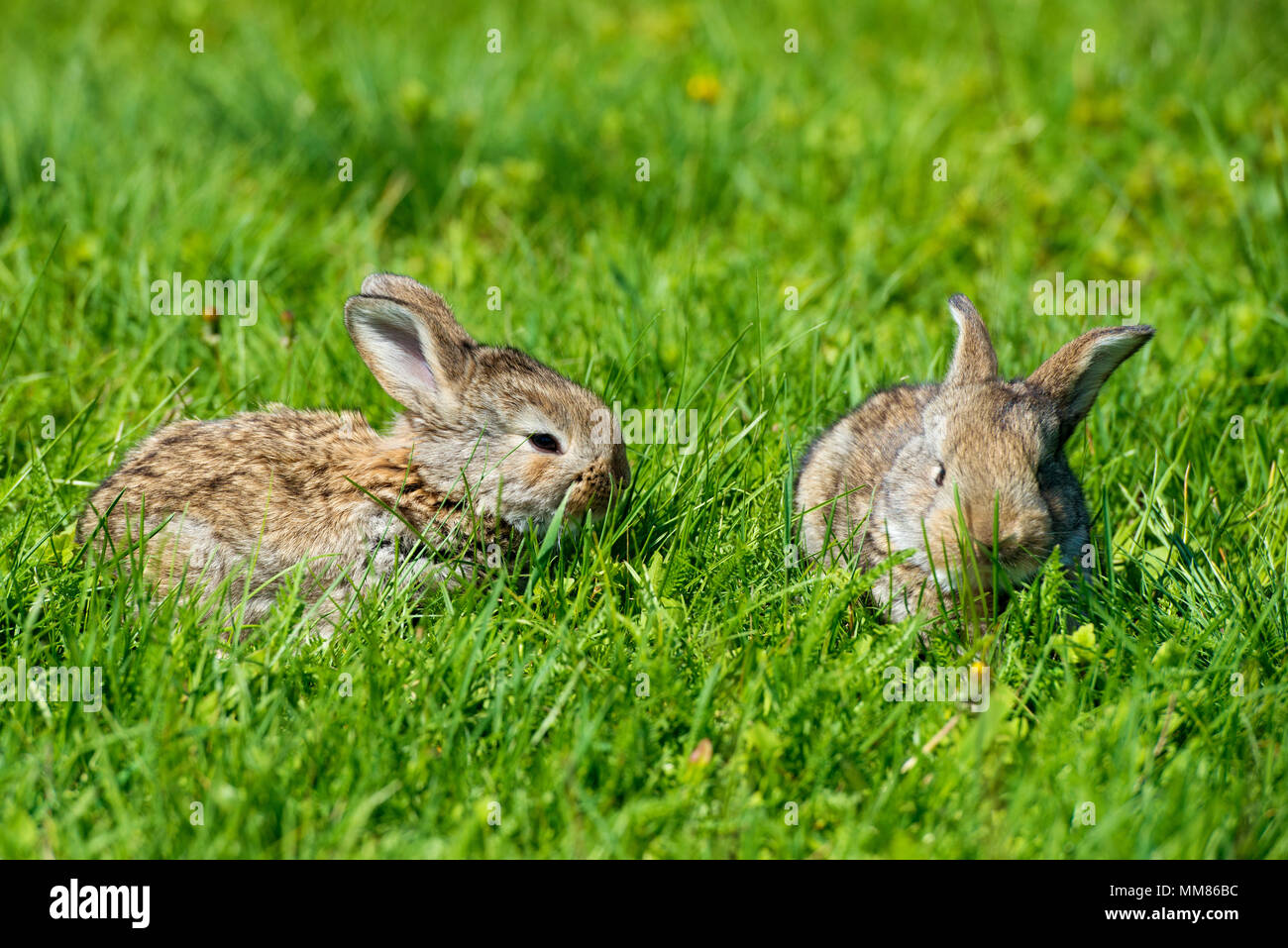 Cute two little hare sitting in the grass. Picturesque habitat, life in ...