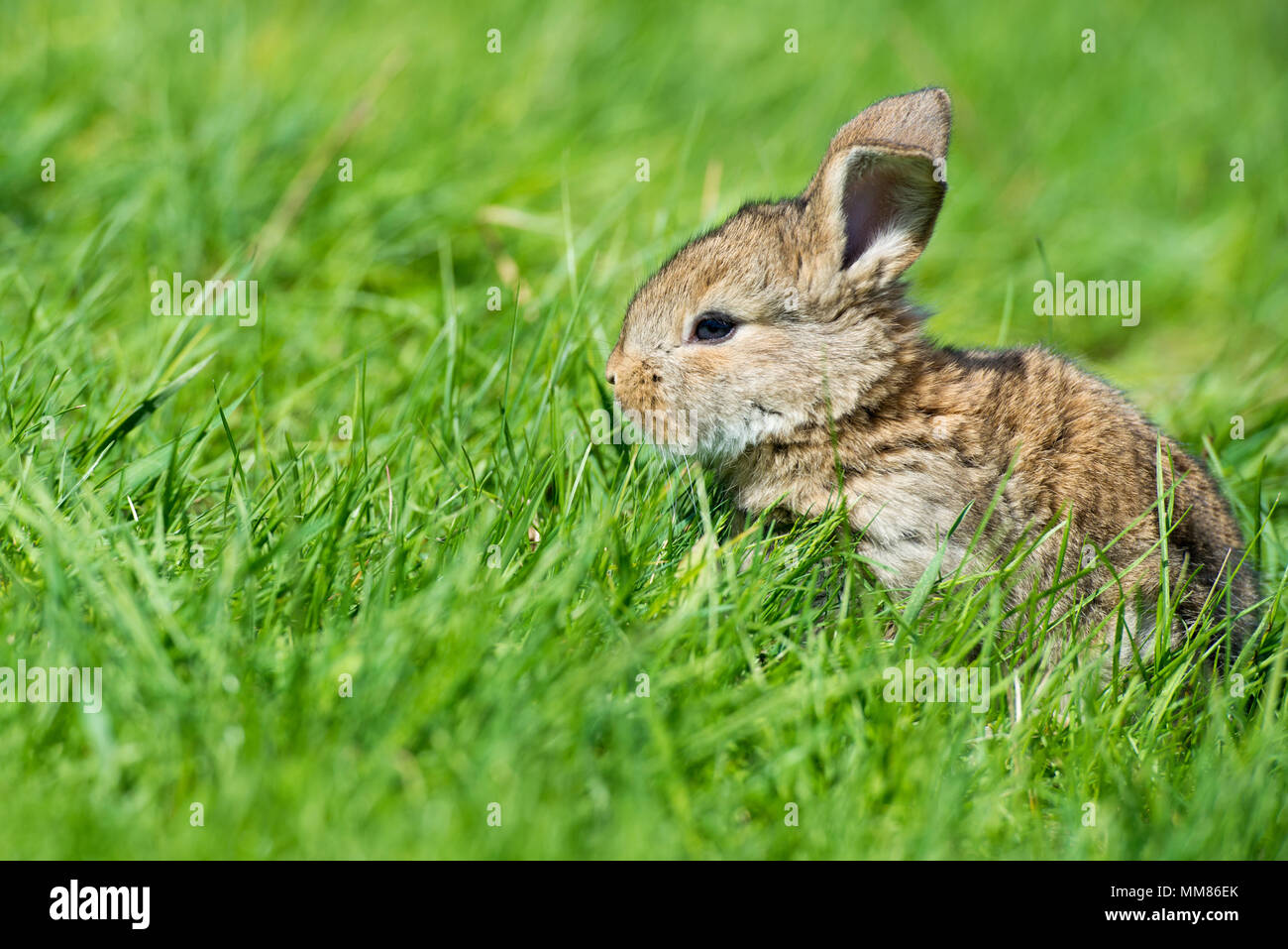 Cute rabbit with flower dandelion sitting in grass. Animal nature ...