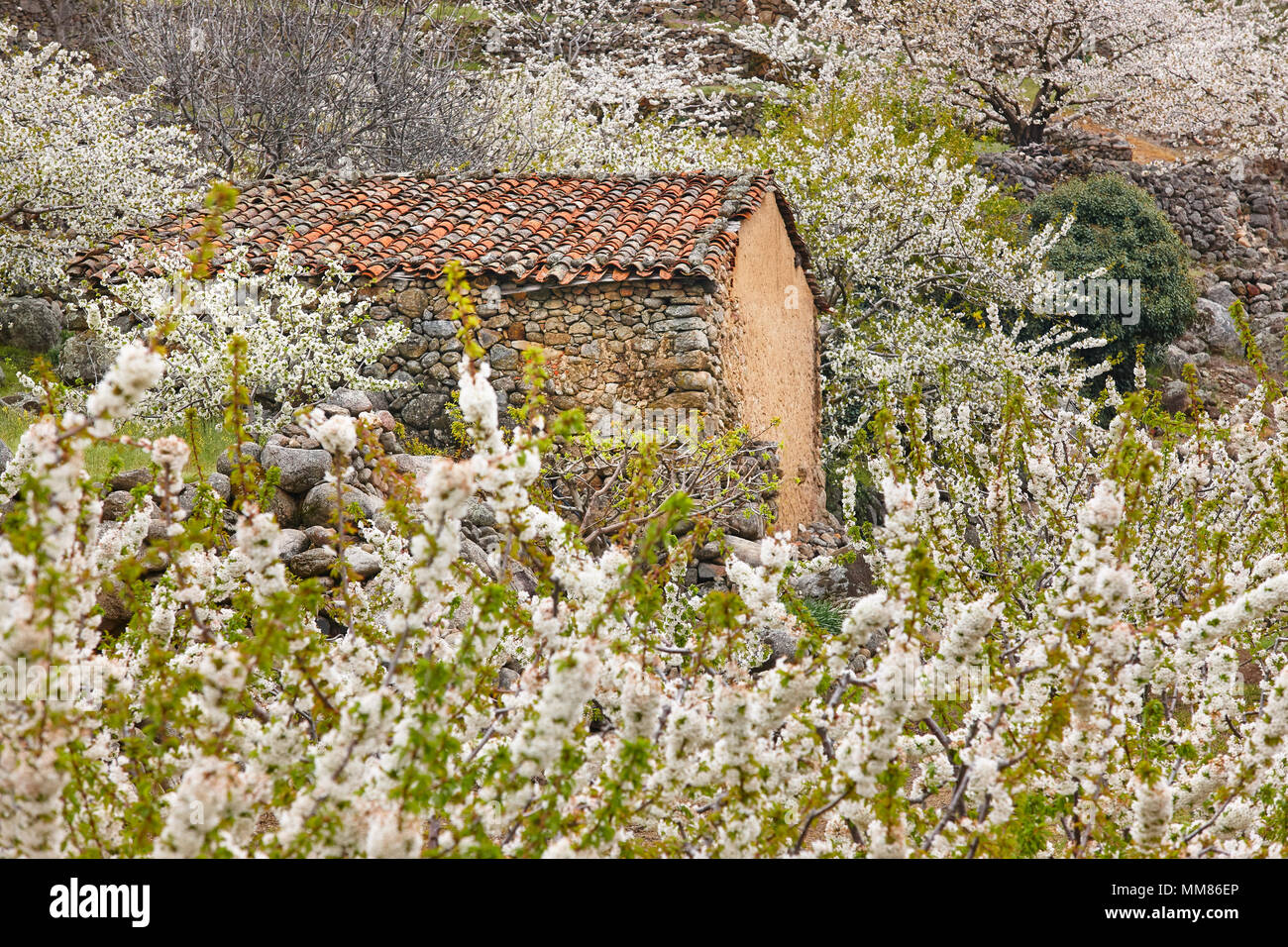 Cherry blossom in Jerte Valley, Caceres. Spring in Spain. Season Stock ...