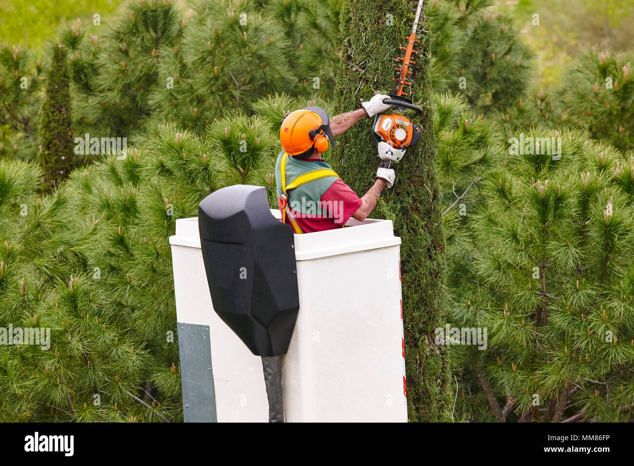 Equiped worker pruning a tree on a crane. Gardening works Stock Photo ...