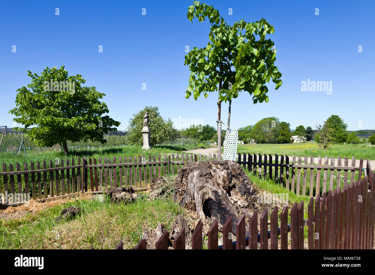 Semtinska lipa hi-res stock photography and images - Alamy