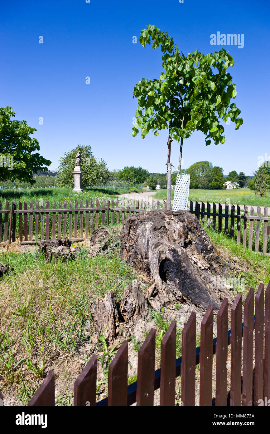 Semtinska lipa hi-res stock photography and images - Alamy