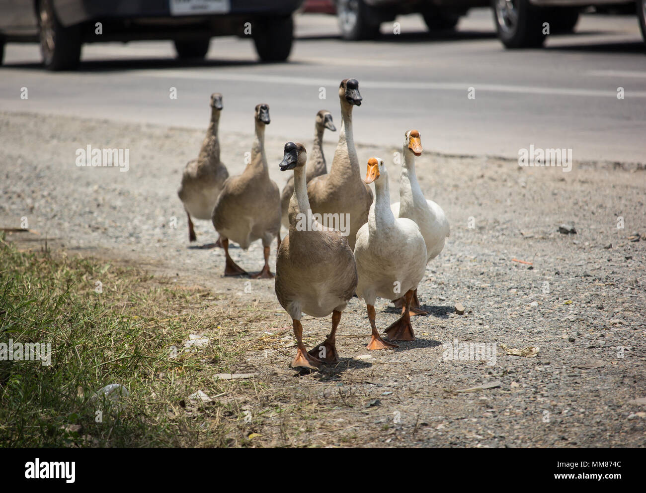 Group of Duck walking near highway road Stock Photo - Alamy