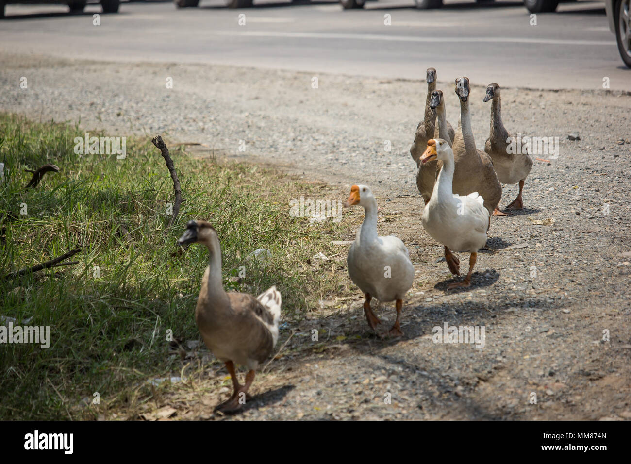 Group of Duck walking near highway road Stock Photo - Alamy
