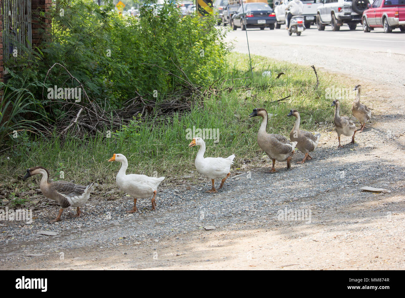 Group of Duck walking near highway road Stock Photo - Alamy