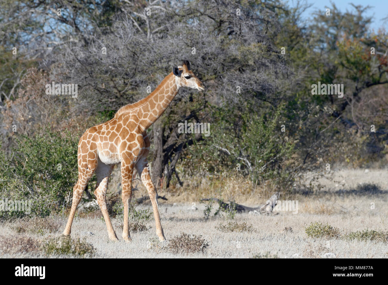 Angolan giraffe giraffa camelopardalis angolensis hi-res stock ...