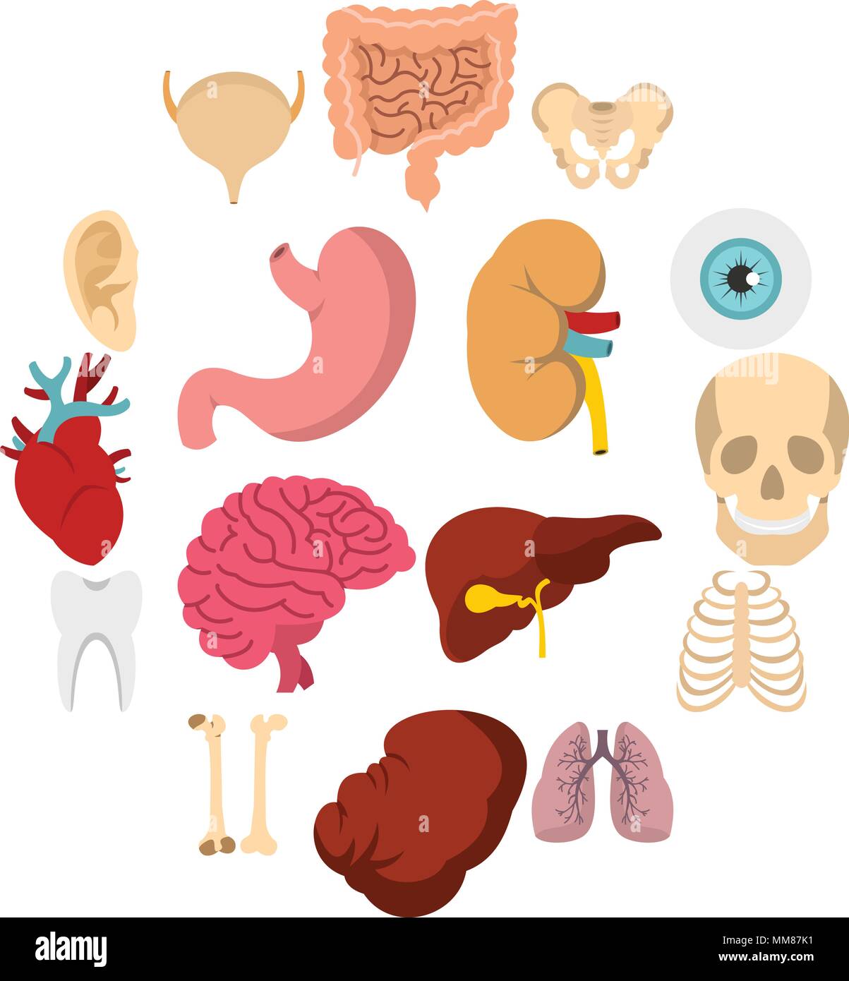 Sternum heart Stock Vector Images - Alamy